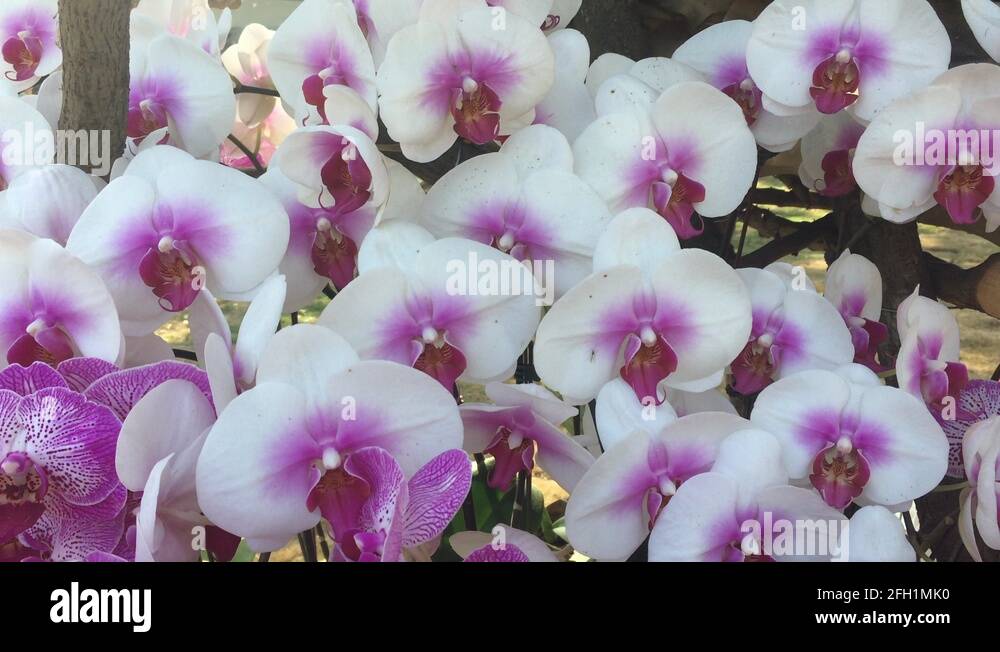 Mass display Stock Videos & Footage - HD and 4K Video Clips - Alamy