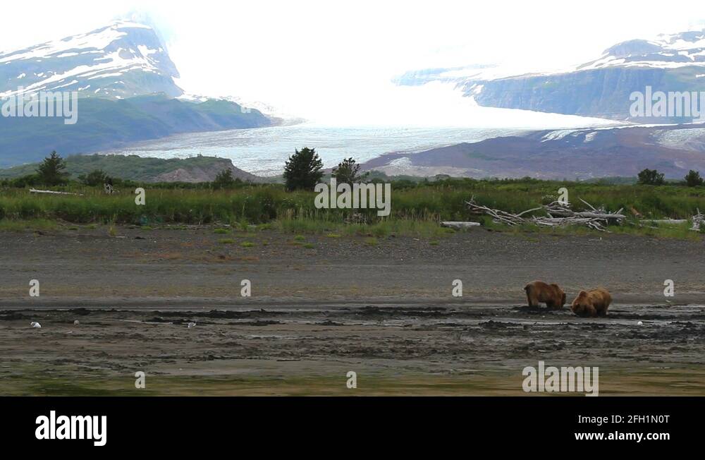 Wild animals of glacier national park the mammals Stock Videos ...