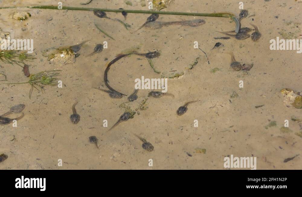 Tadpoles, the aquatic larval stage in the life cycle of an amphibian ...