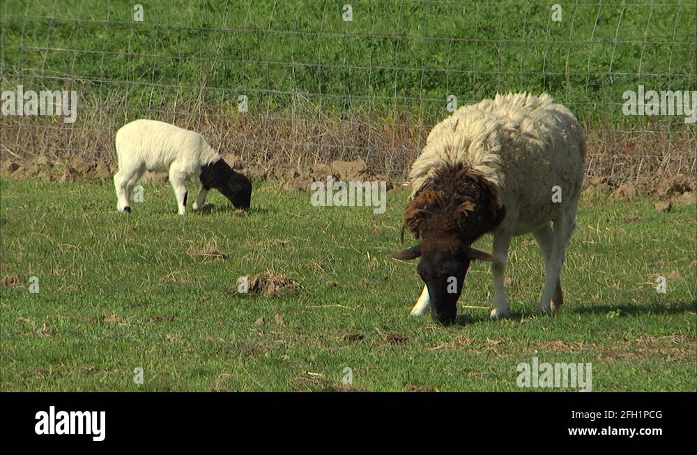 Ewe fence Stock Videos & Footage - HD and 4K Video Clips - Alamy