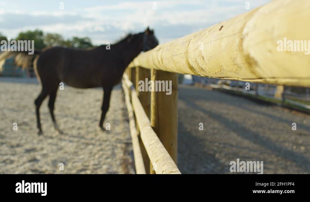 Horse in a horse corral Stock Video Footage - Alamy