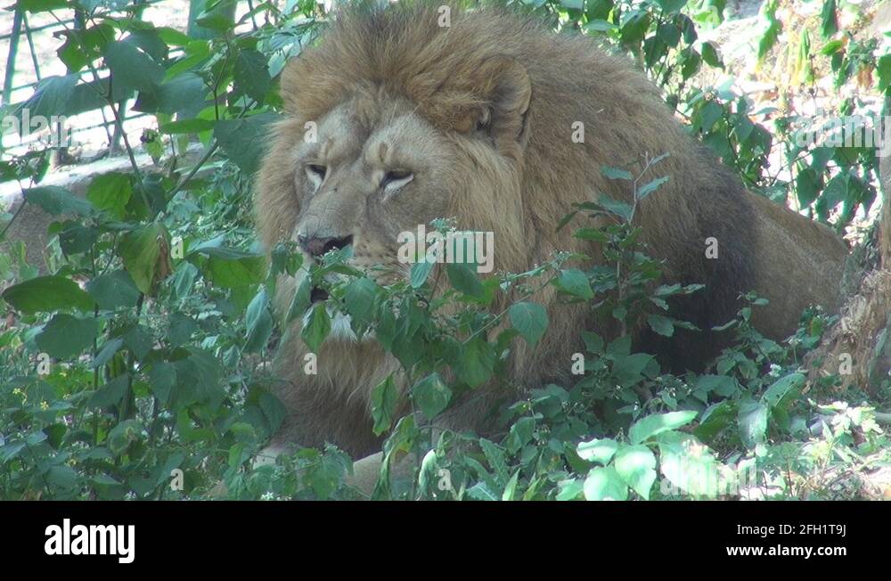 Steppe lion Stock Videos & Footage - HD and 4K Video Clips - Alamy
