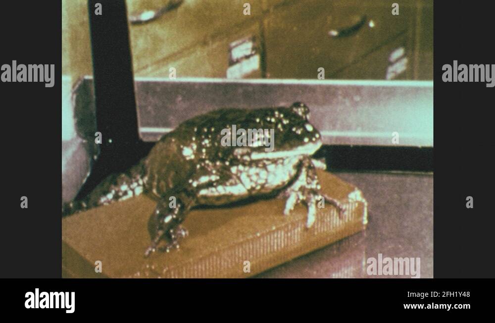 Amphibian lab Stock Videos & Footage - HD and 4K Video Clips - Alamy