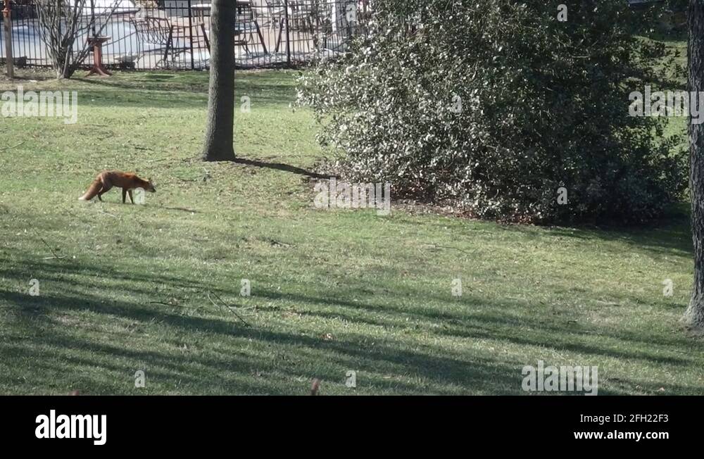 Fox hunting Stock Videos & Footage - HD and 4K Video Clips - Alamy