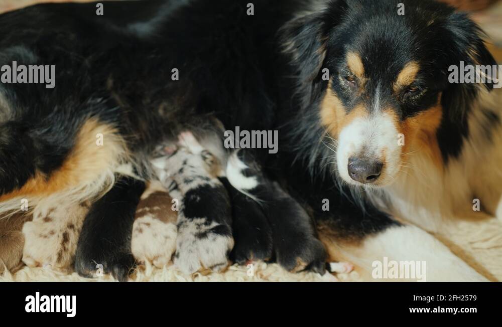 Australian shepherd pups Stock Videos & Footage - HD and 4K Video Clips ...