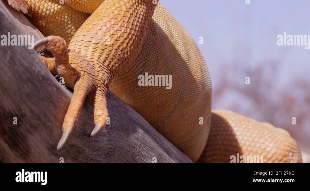 Scales and claws Stock Videos & Footage - HD and 4K Video Clips - Alamy