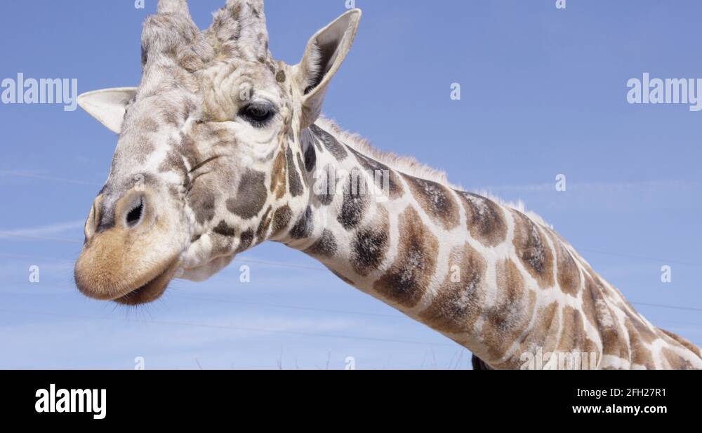 Giraffe head side Stock Videos & Footage - HD and 4K Video Clips - Alamy