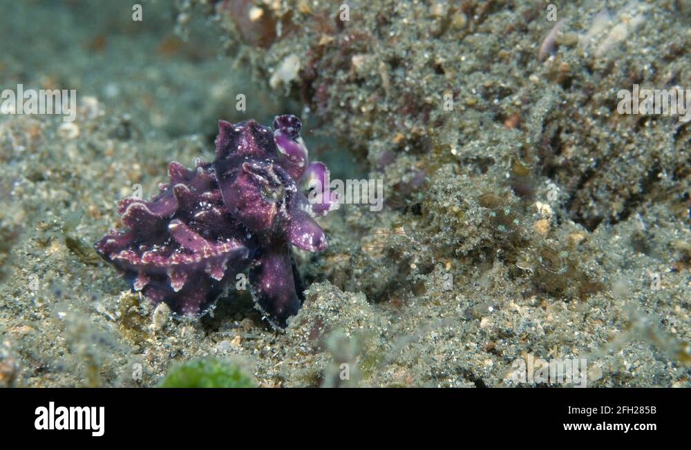 Flamboyant cuttlefish rapidly changing color from red to brownish to ...