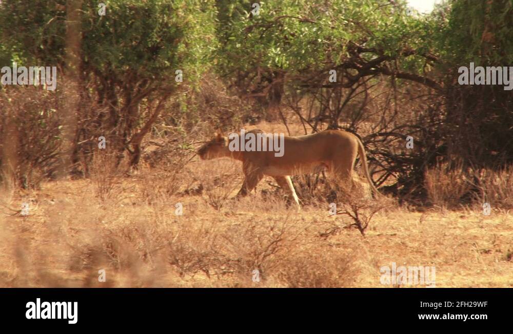 Lion hunting prey Stock Videos & Footage - HD and 4K Video Clips - Alamy