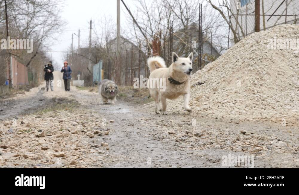 Dogs in mud Stock Videos & Footage - HD and 4K Video Clips - Alamy
