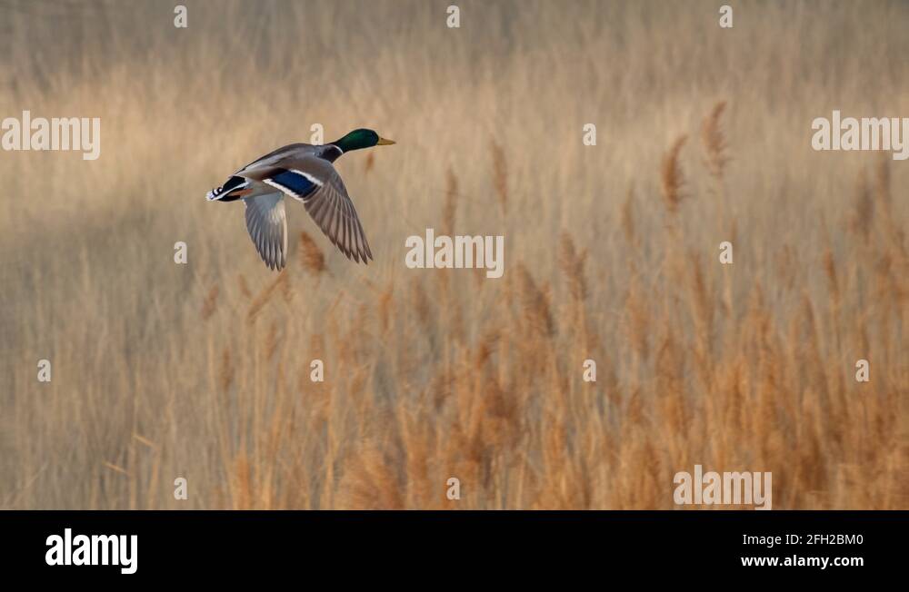 Cinemagraph of the landscape flashing by as a mallard duck flies by in ...