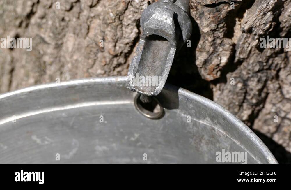 Canada syrup maple Stock Videos & Footage - HD and 4K Video Clips - Alamy