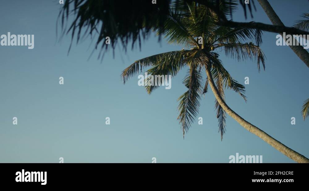 Downward Shot of Palm Tree and Sunny Beach with Fishing Stilts Sticking ...