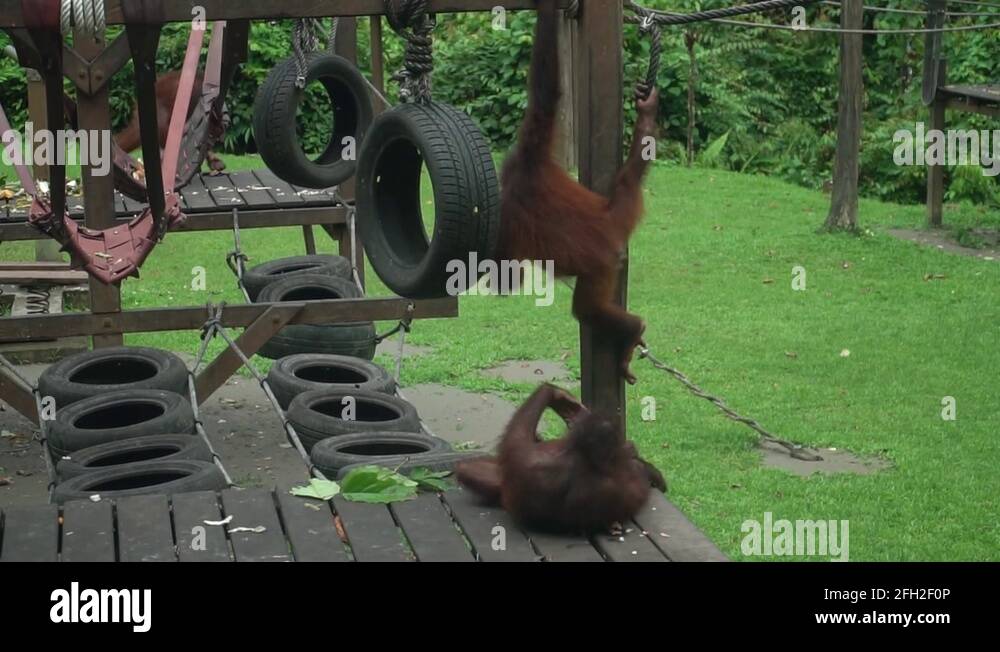 Orangutans pongo pygmaeus Stock Videos & Footage - HD and 4K Video ...