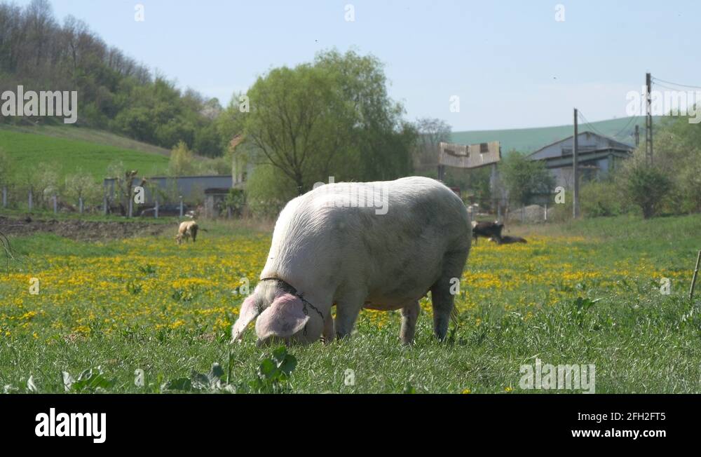 Pig romania Stock Videos & Footage - HD and 4K Video Clips - Alamy
