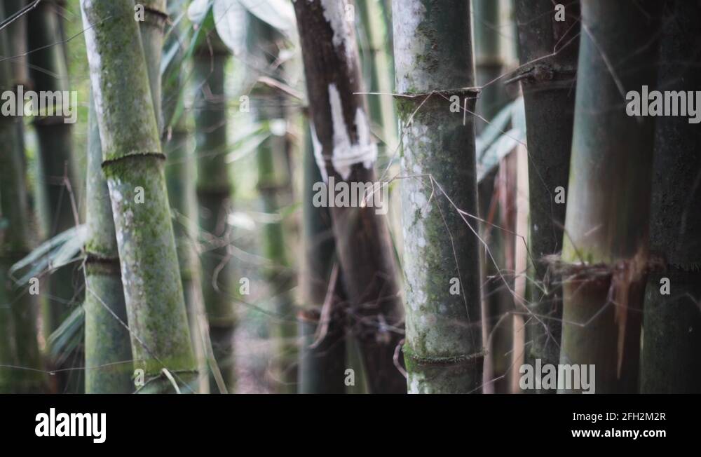 Temperate bamboo forest Stock Videos & Footage - HD and 4K Video Clips ...