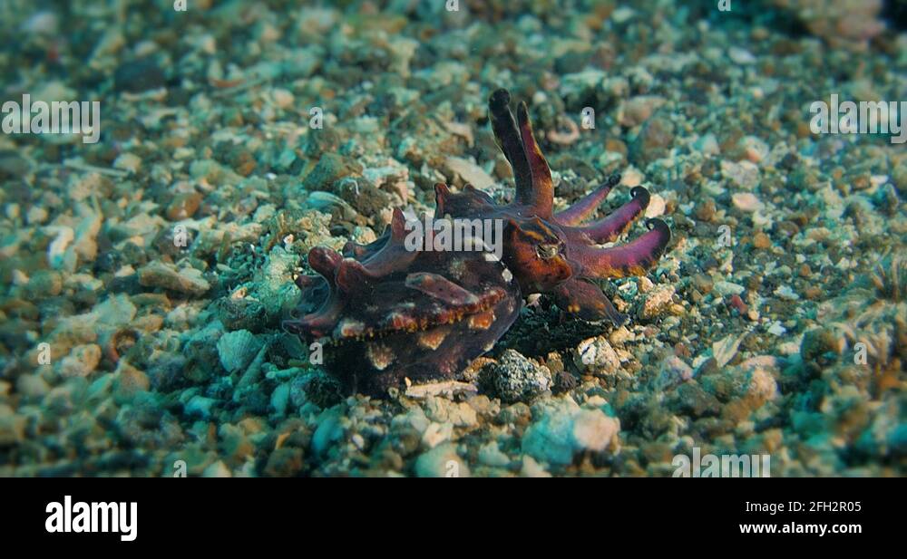Cuttlefish sea camouflage Stock Videos & Footage - HD and 4K Video ...