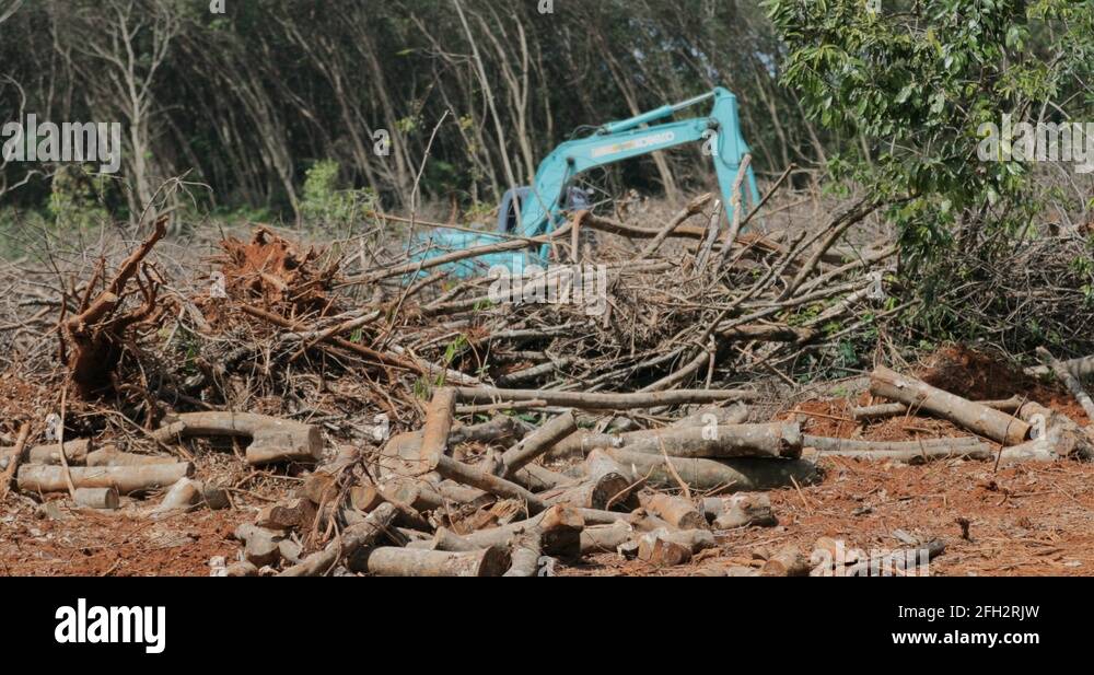 Deforestation landscape Stock Videos & Footage - HD and 4K Video Clips ...