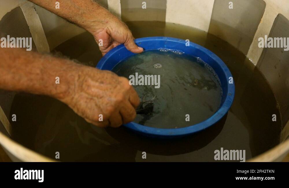 Pail of water Stock Videos & Footage - HD and 4K Video Clips - Alamy