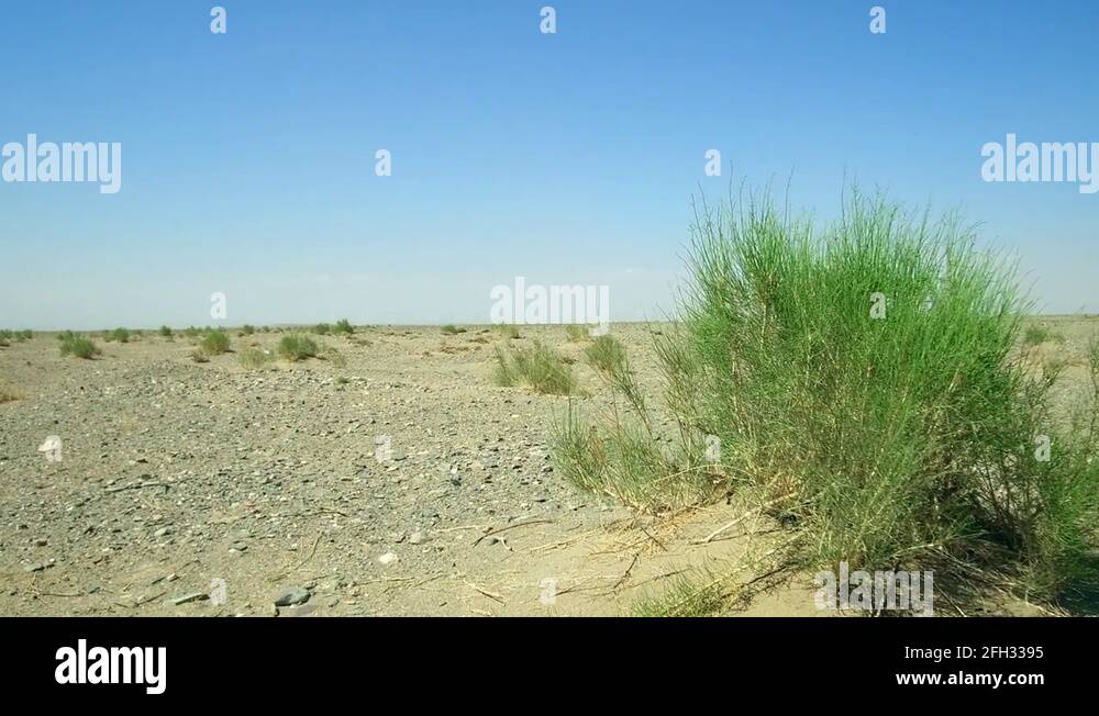 Desert plant pebbles Stock Videos & Footage - HD and 4K Video Clips - Alamy