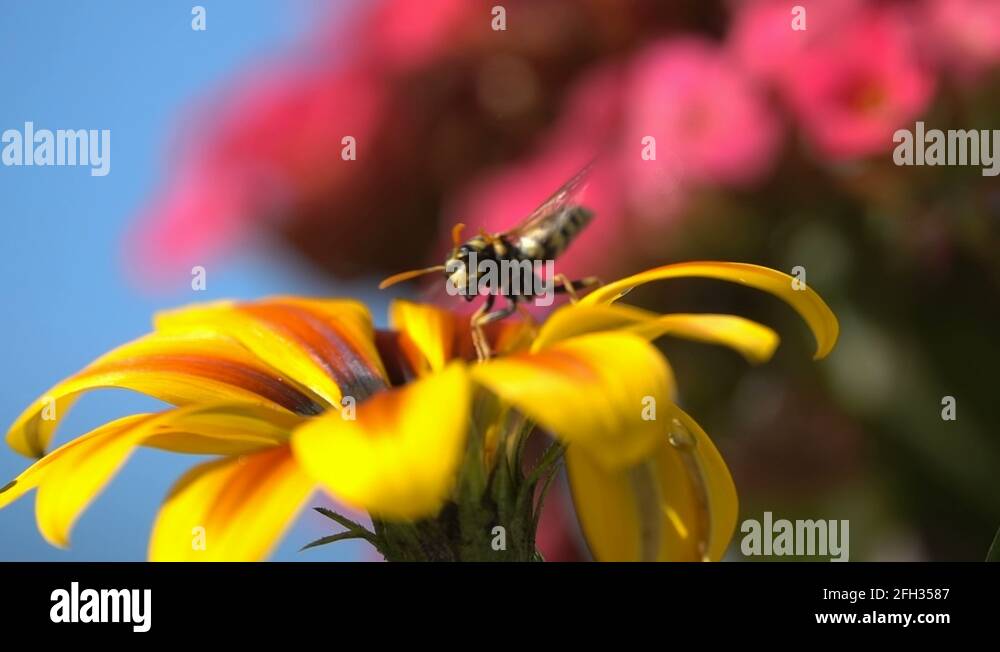 Fear and nature Stock Videos & Footage - HD and 4K Video Clips - Alamy