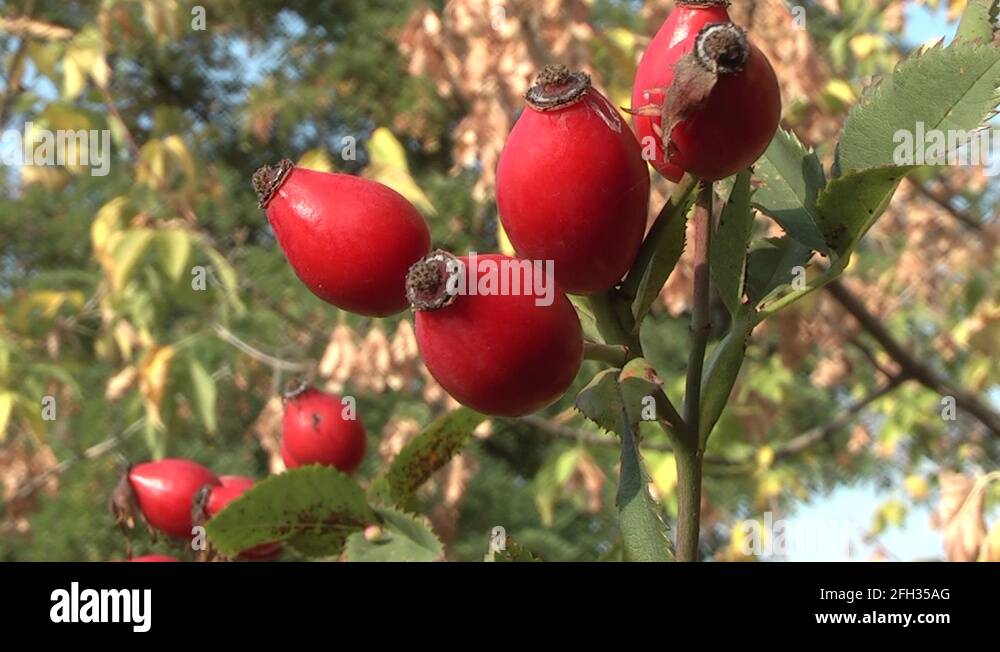 Rose fruit Stock Videos & Footage - HD and 4K Video Clips - Alamy