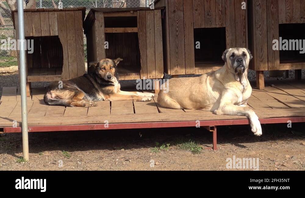 Shelter life Stock Videos & Footage - HD and 4K Video Clips - Alamy