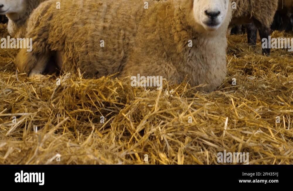 Profile of sheep Stock Videos & Footage - HD and 4K Video Clips - Alamy