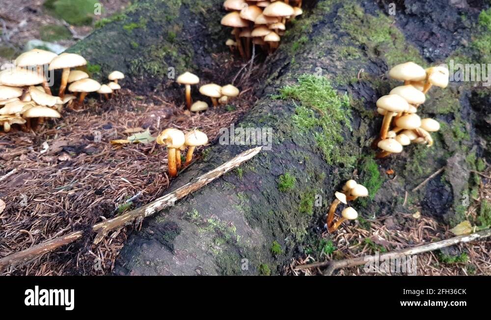 Mycelium tree Stock Videos & Footage - HD and 4K Video Clips - Alamy