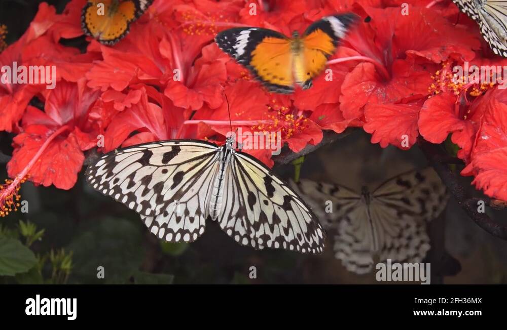 Green lacewing nymph Stock Videos & Footage - HD and 4K Video Clips - Alamy