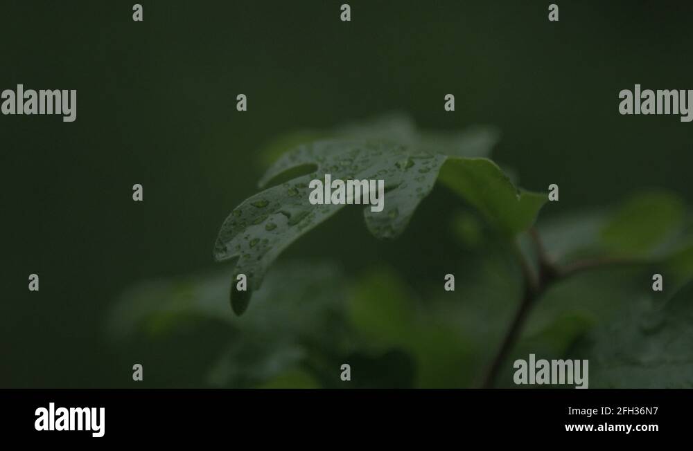 Rain falling on leaves Stock Videos & Footage - HD and 4K Video Clips ...