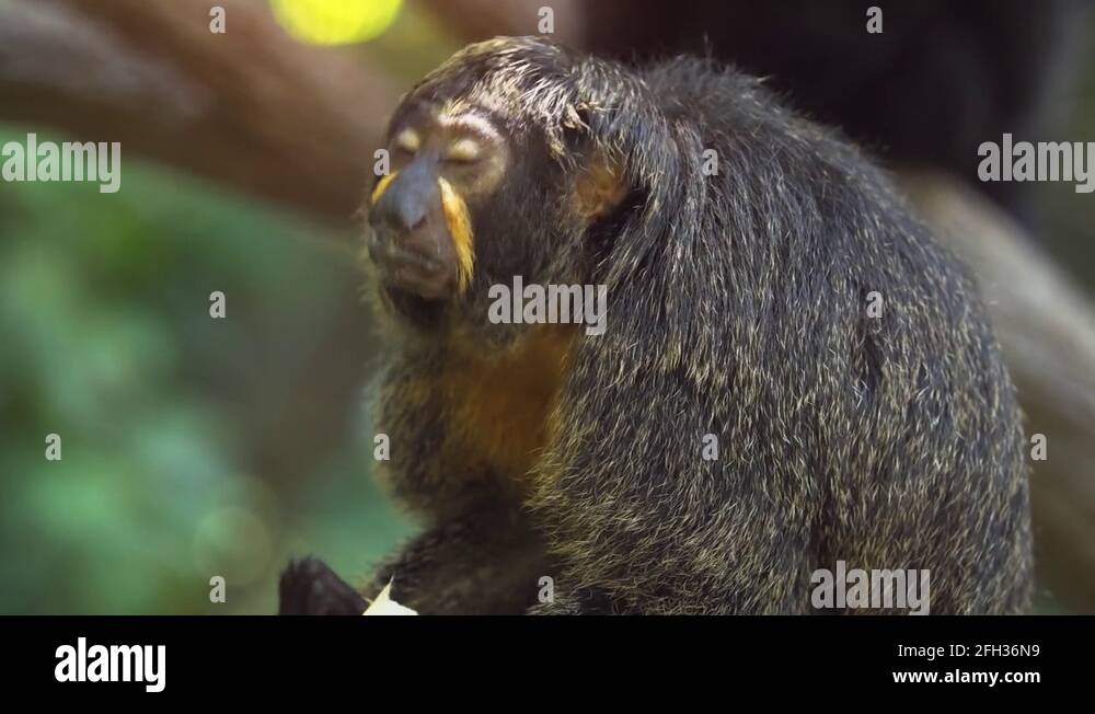 Southeast asia monkey Stock Videos & Footage - HD and 4K Video Clips ...