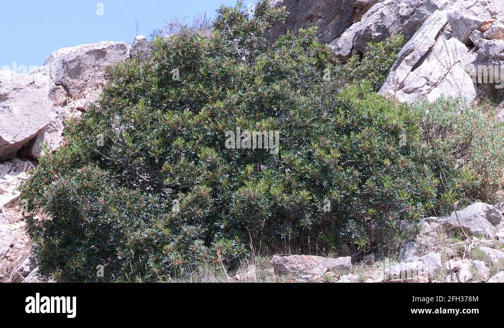 Bush vegetation Stock Videos & Footage - HD and 4K Video Clips - Alamy