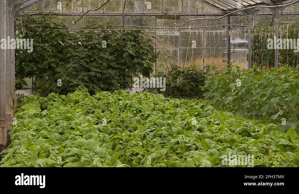 Are harmless to plants Stock Videos & Footage - HD and 4K Video Clips ...