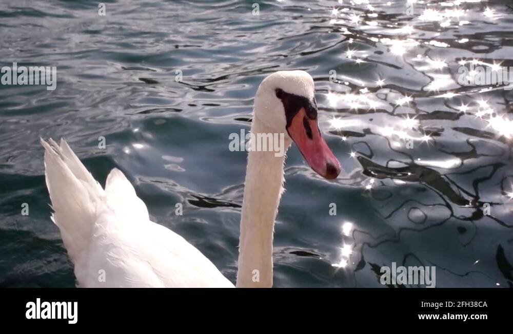 Bird looking at camera Stock Videos & Footage - HD and 4K Video Clips ...