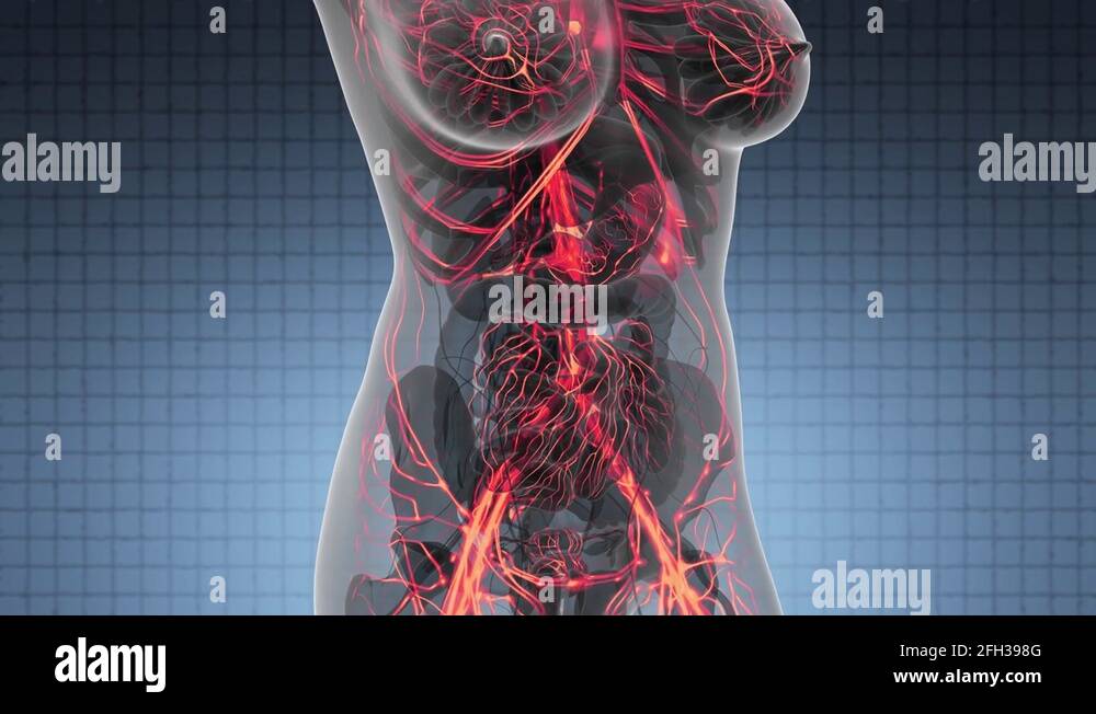 science anatomy scan of woman heart and blood vessels glowing Stock ...