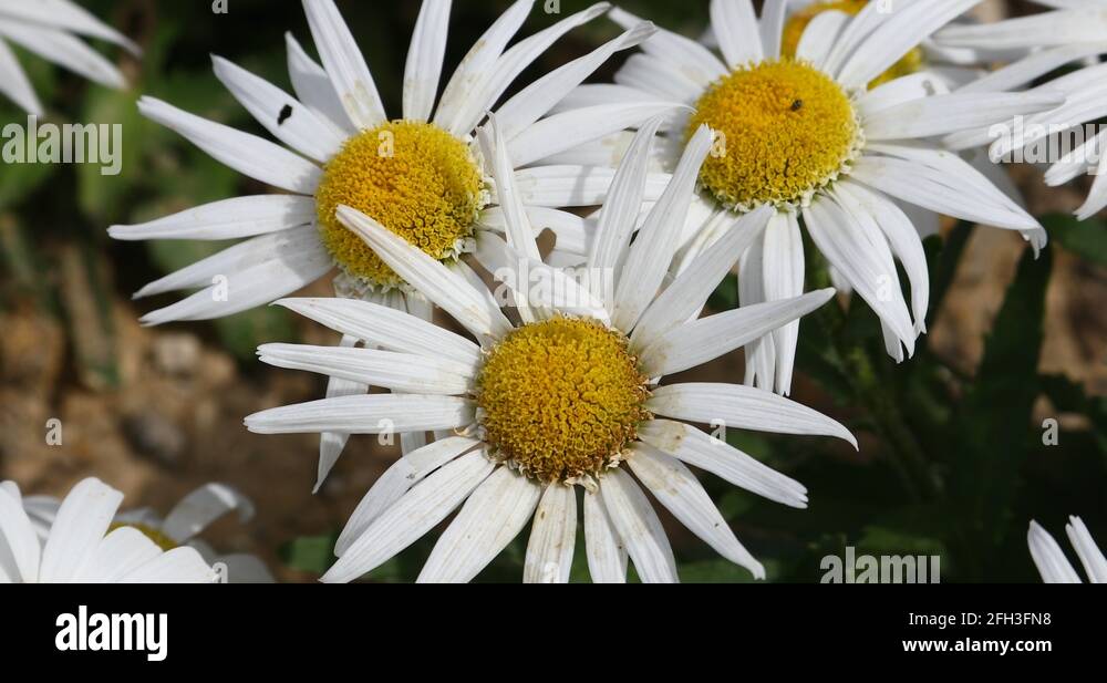 Daisy up close Stock Videos & Footage - HD and 4K Video Clips - Alamy