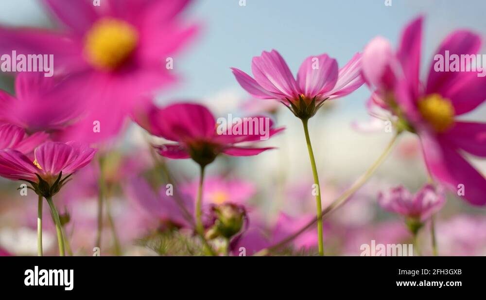 Pink cosmo Stock Videos & Footage - HD and 4K Video Clips - Alamy