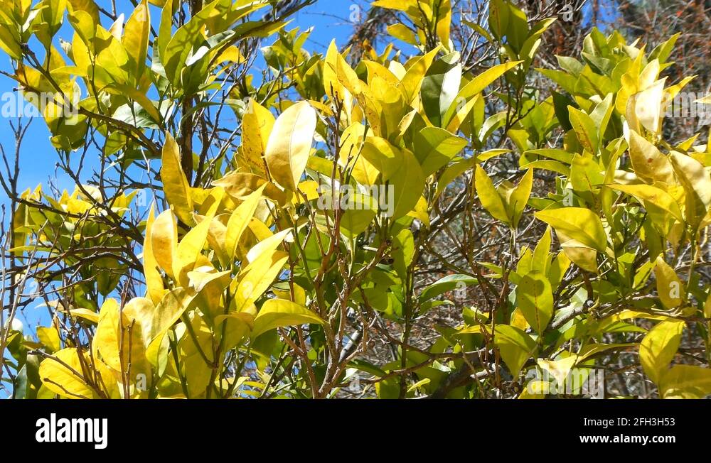 Yellow typhoon Stock Videos & Footage - HD and 4K Video Clips - Alamy