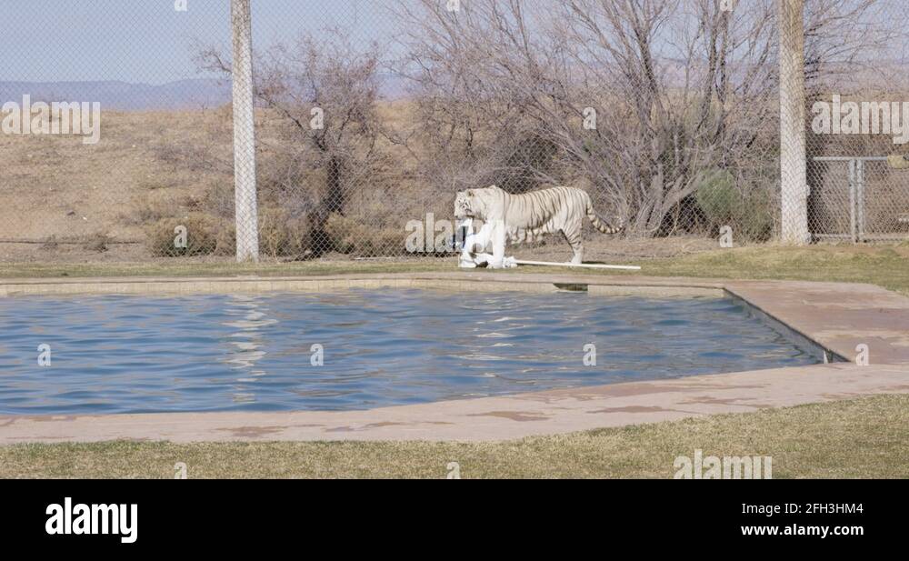 White tiger swimming Stock Videos & Footage - HD and 4K Video Clips - Alamy