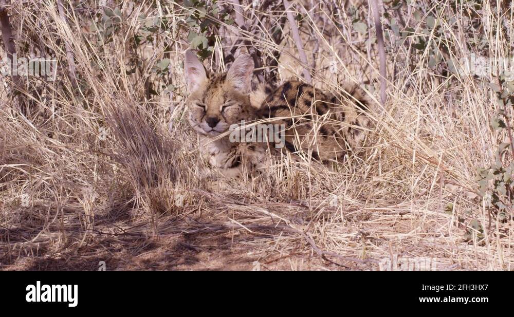 Cat predators Stock Videos & Footage - HD and 4K Video Clips - Alamy