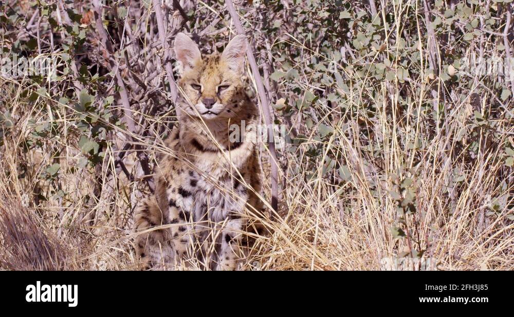 Hidden in bushes Stock Videos & Footage - HD and 4K Video Clips - Alamy