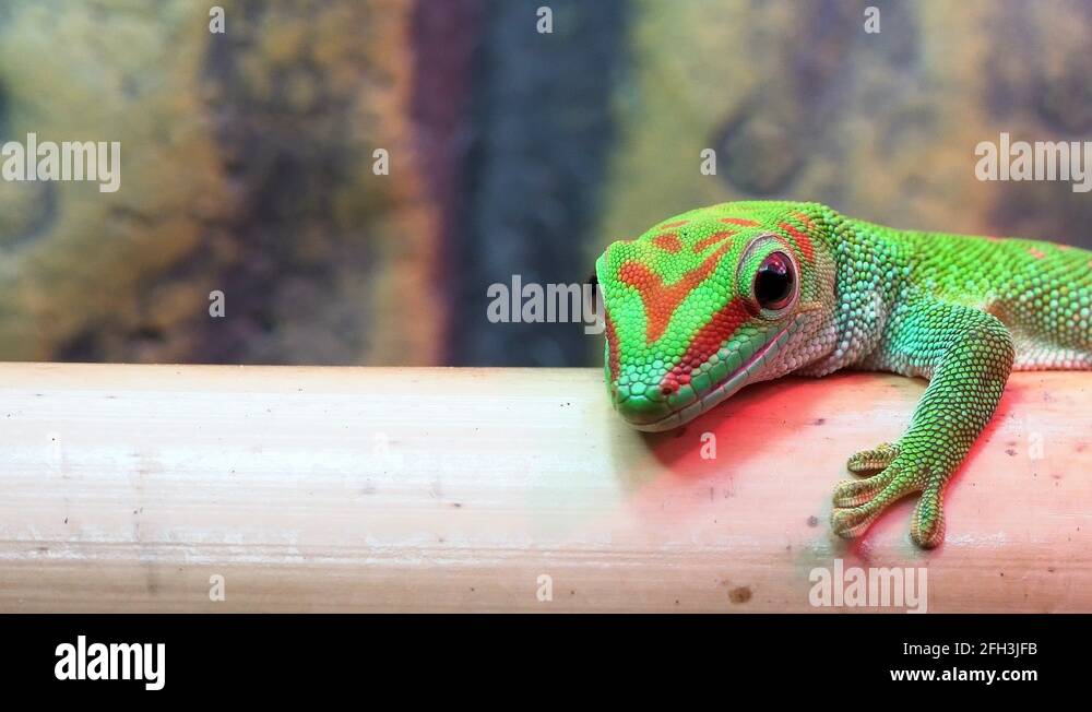 Gecko and prey Stock Videos & Footage - HD and 4K Video Clips - Alamy