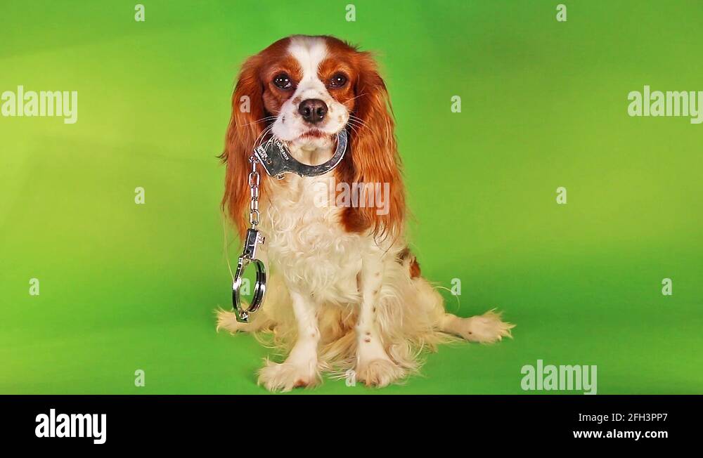 Animal crime Stock Videos & Footage - HD and 4K Video Clips - Alamy