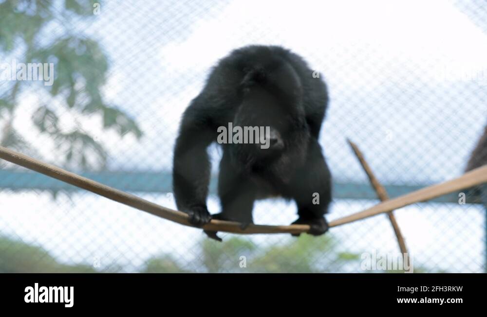 Monkey standing Stock Videos & Footage - HD and 4K Video Clips - Alamy