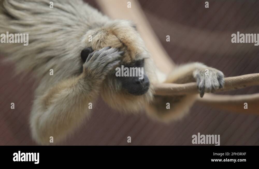 Ape scratching head Stock Videos & Footage - HD and 4K Video Clips - Alamy