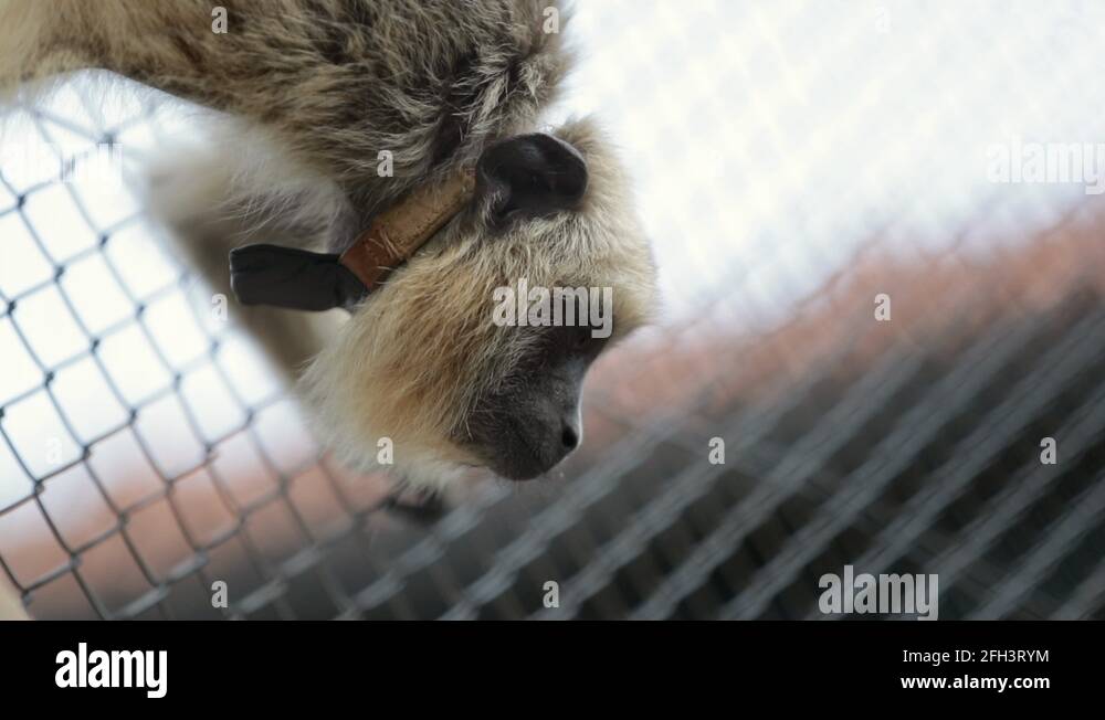 Zoo animal travel cage Stock Videos & Footage - HD and 4K Video Clips ...