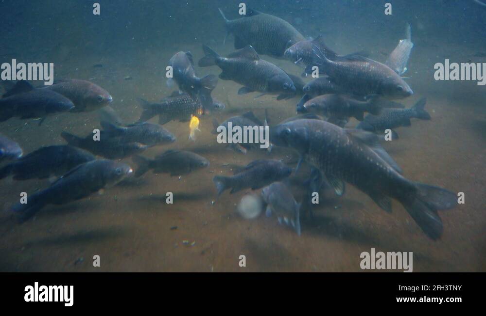 Cyprinus species Stock Videos & Footage - HD and 4K Video Clips - Alamy