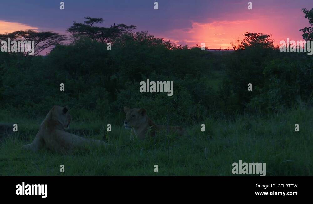 Lions sunset Stock Videos & Footage - HD and 4K Video Clips - Alamy