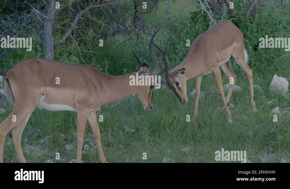 Fighting horns Stock Videos & Footage - HD and 4K Video Clips - Alamy